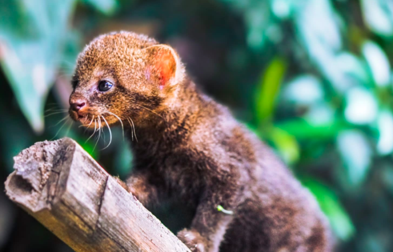 (FOTOS) A rehabilitación cría de gato zonto que se presume estuvo como ...
