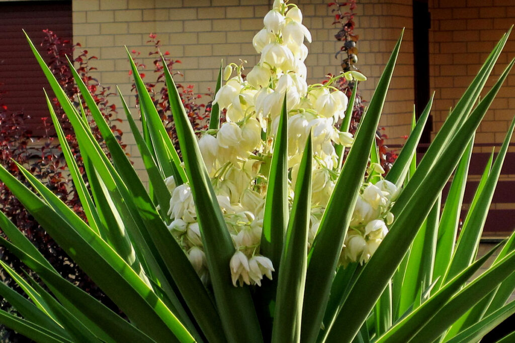 Flor Nacional es la Pieza del Mes del Museo de Historia Natural ...