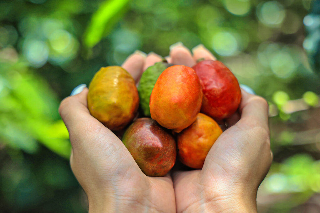 Todo listo para la feria del jocote corona en Cerro Verde - Noticias La ...
