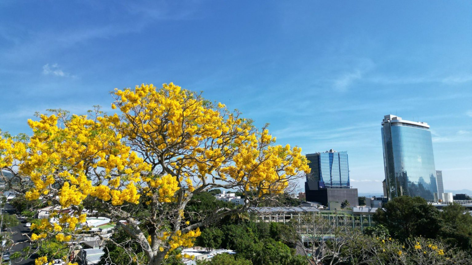 El Cortez Blanco, el árbol que embellece los paisajes de El Salvador ...
